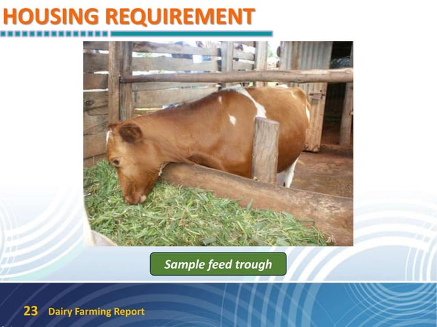 Dairy farming presentation | PPTX