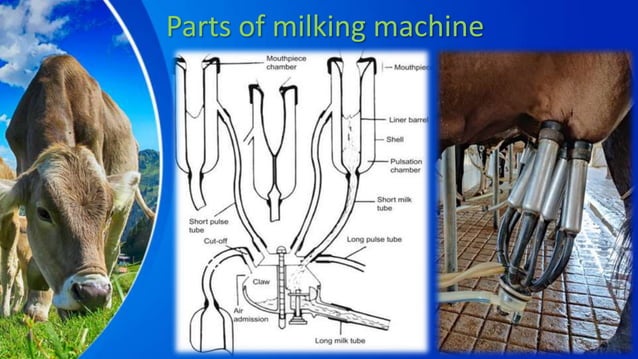 Dairy farm management | PPTX
