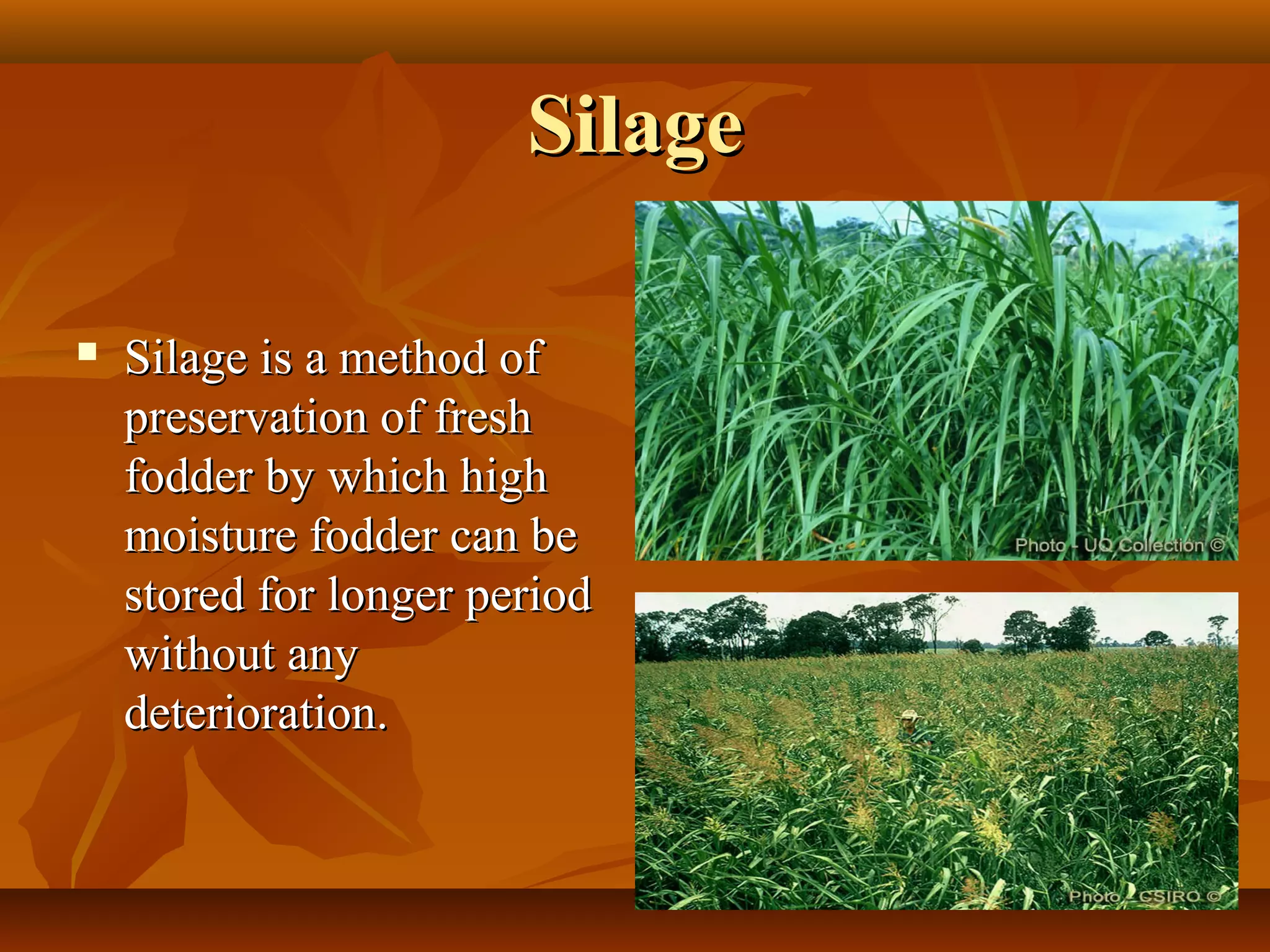 Dairy Feeding Management | PPT