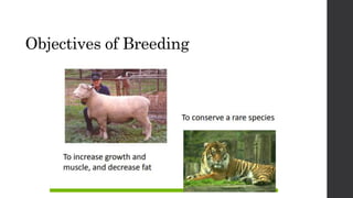DAIRY GENETICS and BREEDING - 1.3.pptx | Biological Sciences | Science