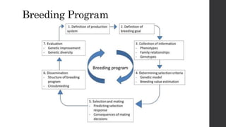DAIRY GENETICS and BREEDING - 1.3.pptx | Biological Sciences | Science
