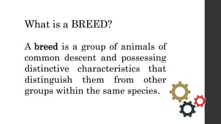 DAIRY GENETICS and BREEDING - 1.3.pptx