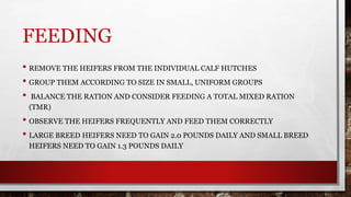 Dairy Heifers’ Management | PPTX