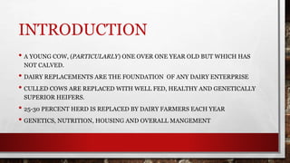 Dairy Heifers’ Management | PPTX