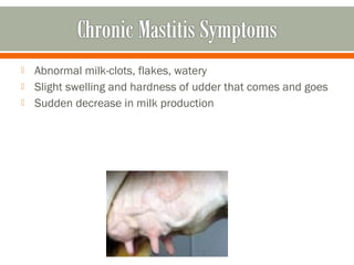Dairy herd health | PPT