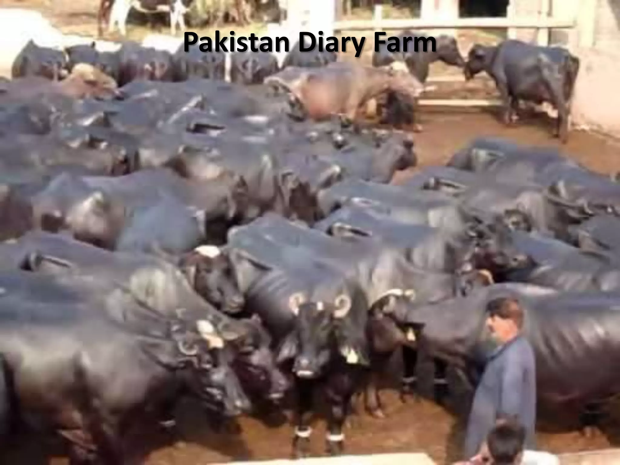 Dairy Industry Pakistan 2012 | PPTX