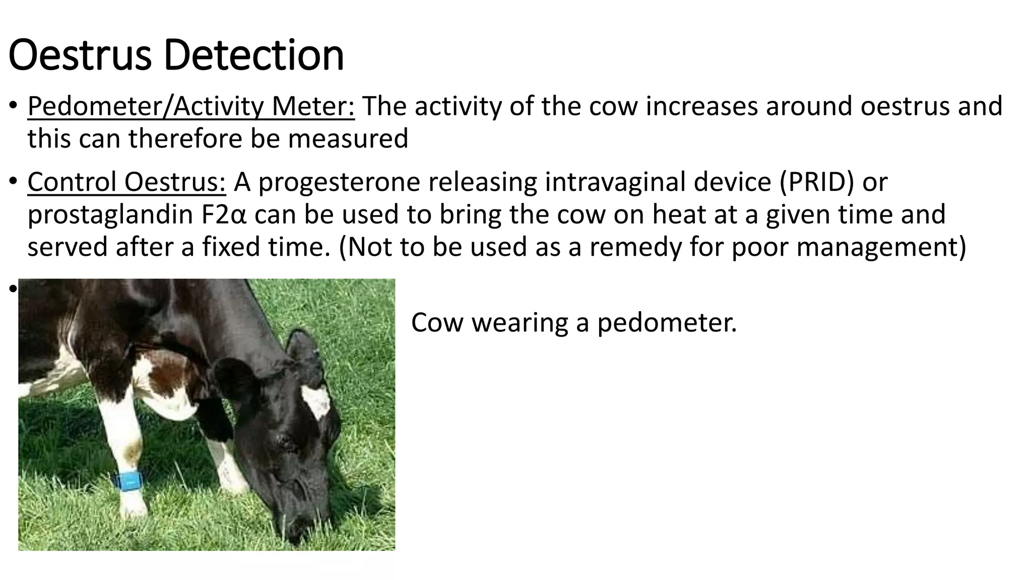 Dairy Management | PPTX