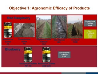 Dairy manure | PDF | Agriculture | Industries