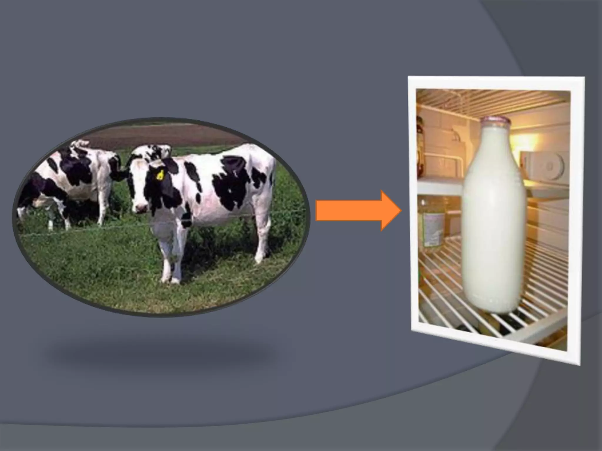 Study of Microorganism in Milk(Dairy microbiology) | PPTX