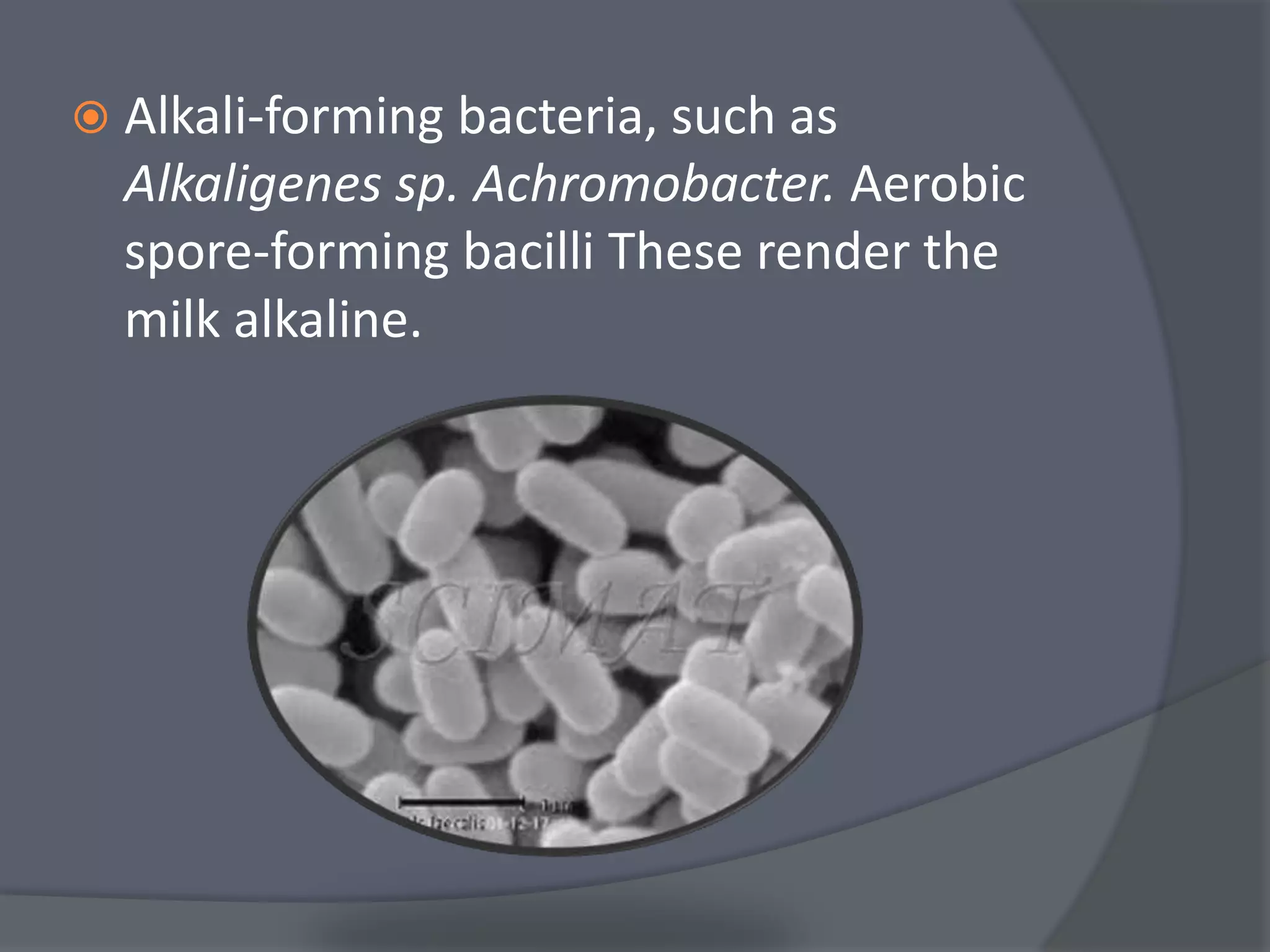 Study of Microorganism in Milk(Dairy microbiology) | PPTX