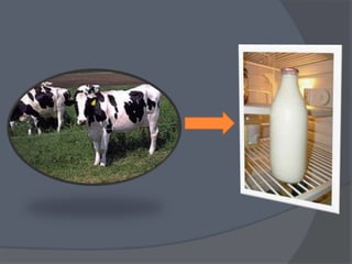 Study of Microorganism in Milk(Dairy microbiology) | PPTX