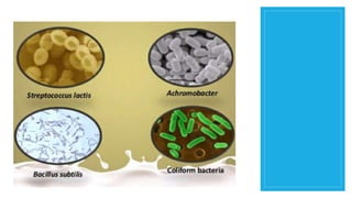 Dairy microbiology | PPTX