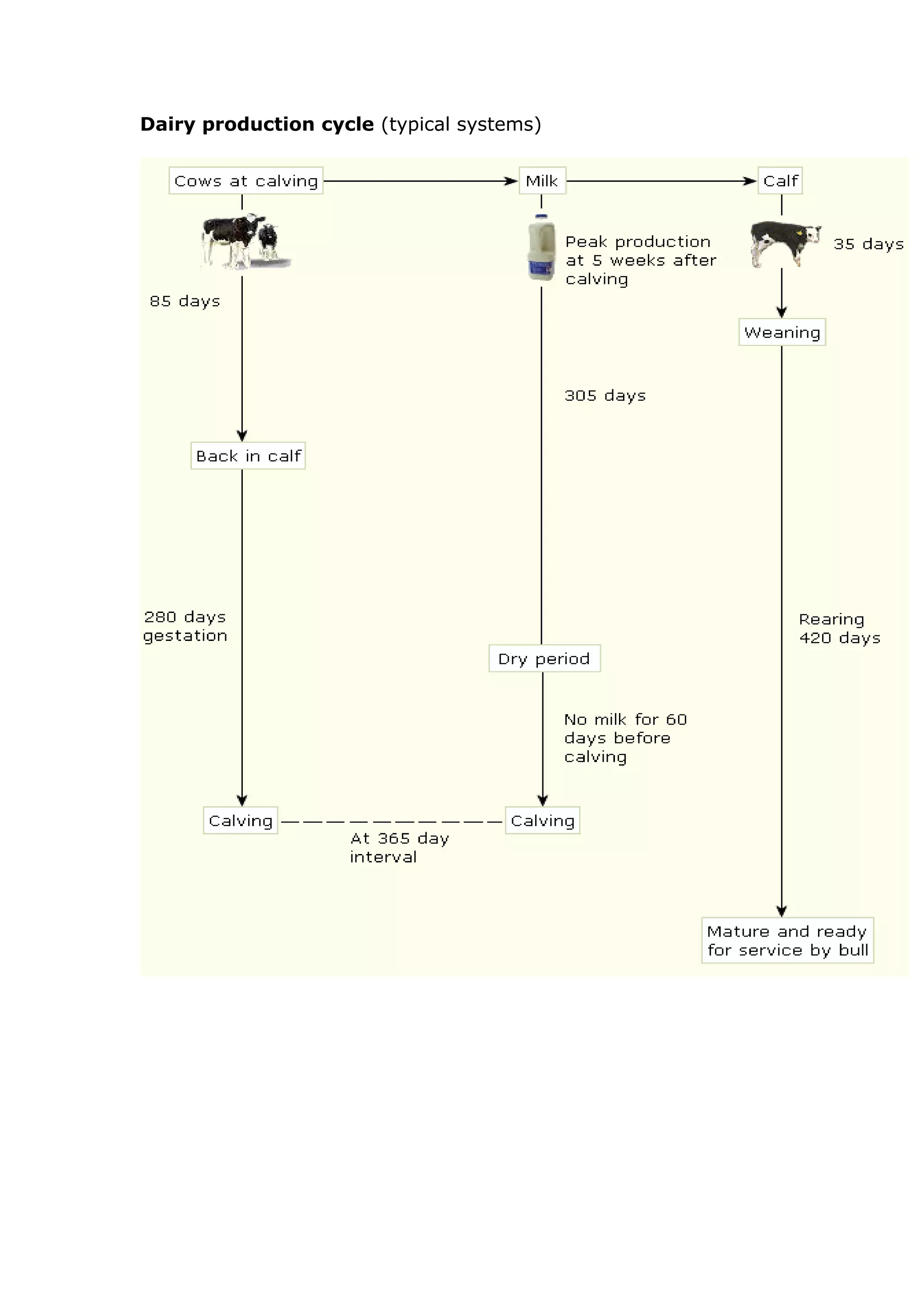 Dairy production cycle | DOC