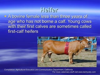 Dairy terminology | PPS