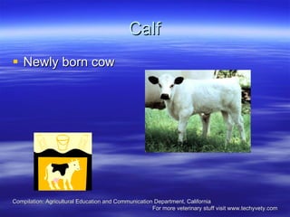 Dairy terminology | PPS