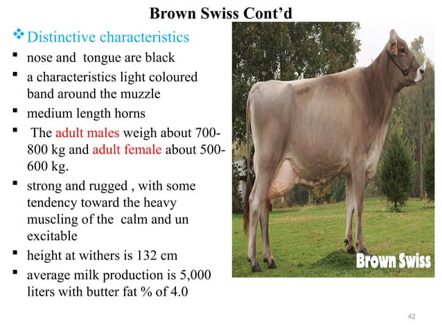 dairy cattle production tutor (chapter 1 & 2.pptx