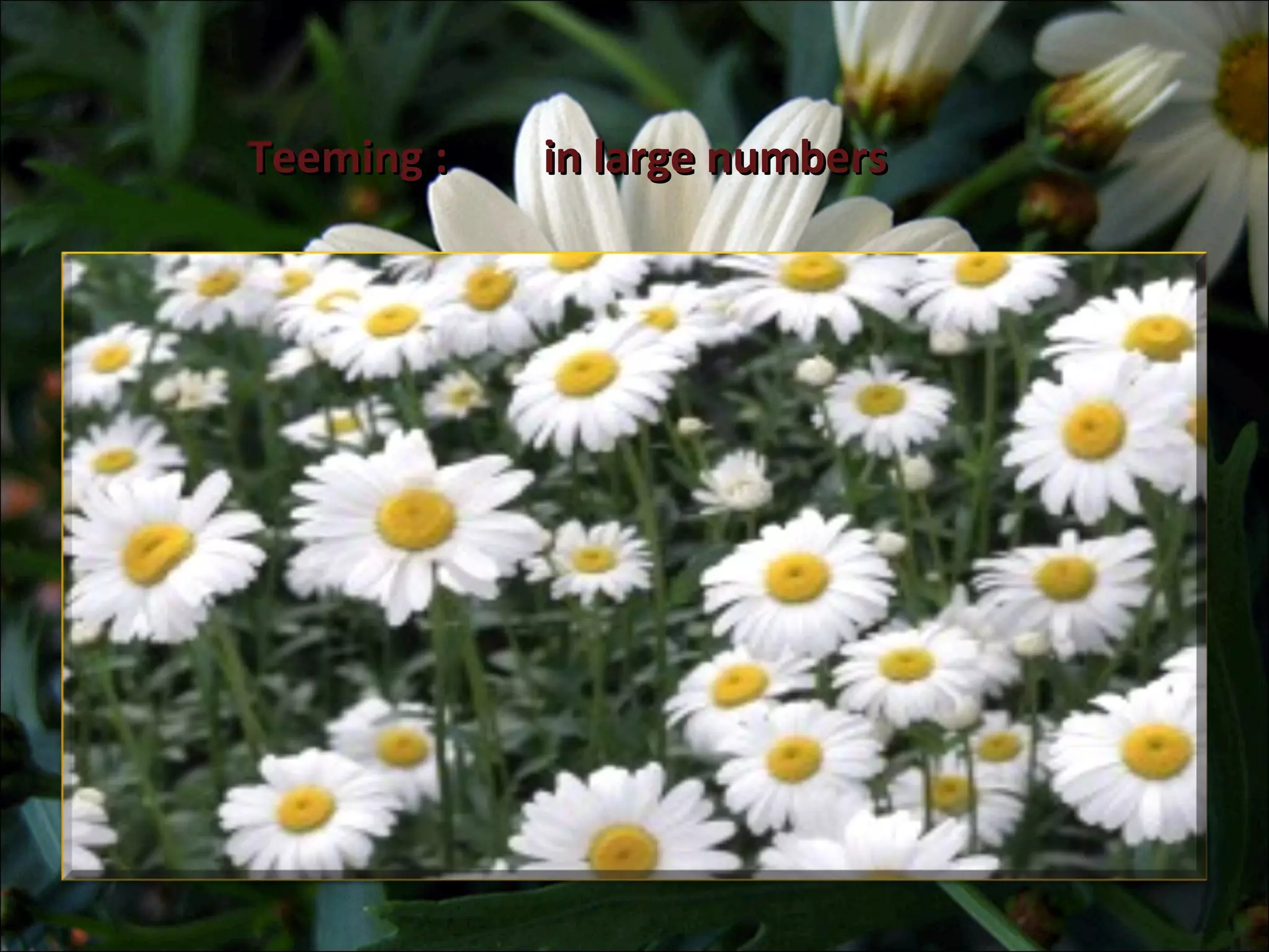 Daisy flower | PPT