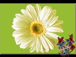 Daisy Petal Pickin | PPT