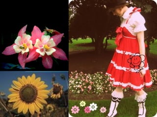 Daisy Petal Pickin | PPT