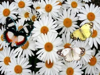 Daisy Petal Pickin | PPT