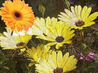 Daisy Petal Pickin | PPT