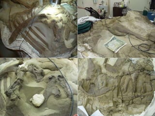 "Dakota"" The preparation of a mummified dinosaur | PPT