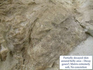 "Dakota"" The preparation of a mummified dinosaur | PPT