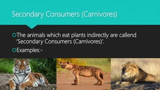 Daksh shandilya ppt our environment class 6 dav | PPTX