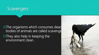 Daksh shandilya ppt our environment class 6 dav | PPTX