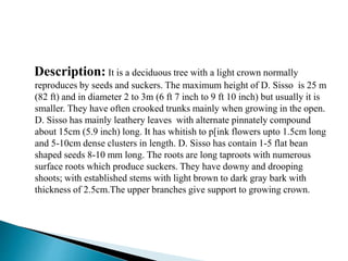 Dalbergia sisso(Sheesham) | PPTX