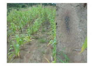 Dale lewis-comaco-trees-4 food-and-fuel | PPT