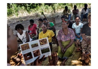 Dale lewis-comaco-trees-4 food-and-fuel | PPT