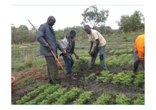 Dale lewis-comaco-trees-4 food-and-fuel | PPT