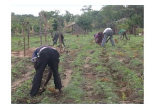 Dale lewis-comaco-trees-4 food-and-fuel | PPT