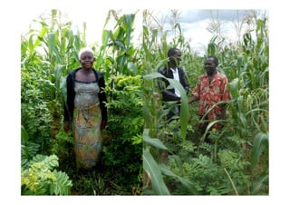 Dale lewis-comaco-trees-4 food-and-fuel | PPT