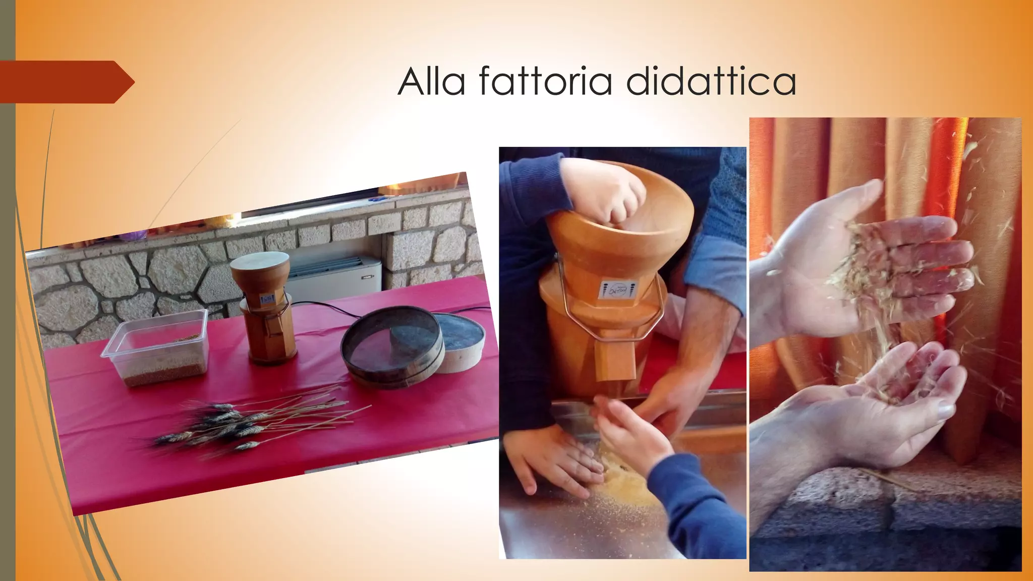 Dal grano al pane | PDF | Educational Assessment | Education