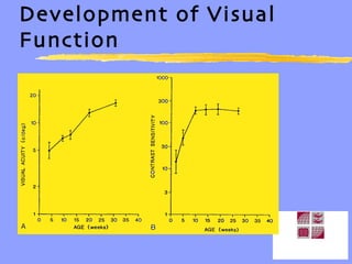 oculomotor reflexes | PPT