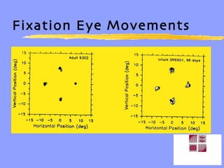 oculomotor reflexes | PPT