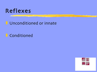 oculomotor reflexes | PPT