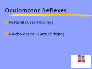 oculomotor reflexes | PPT