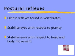 oculomotor reflexes | PPT