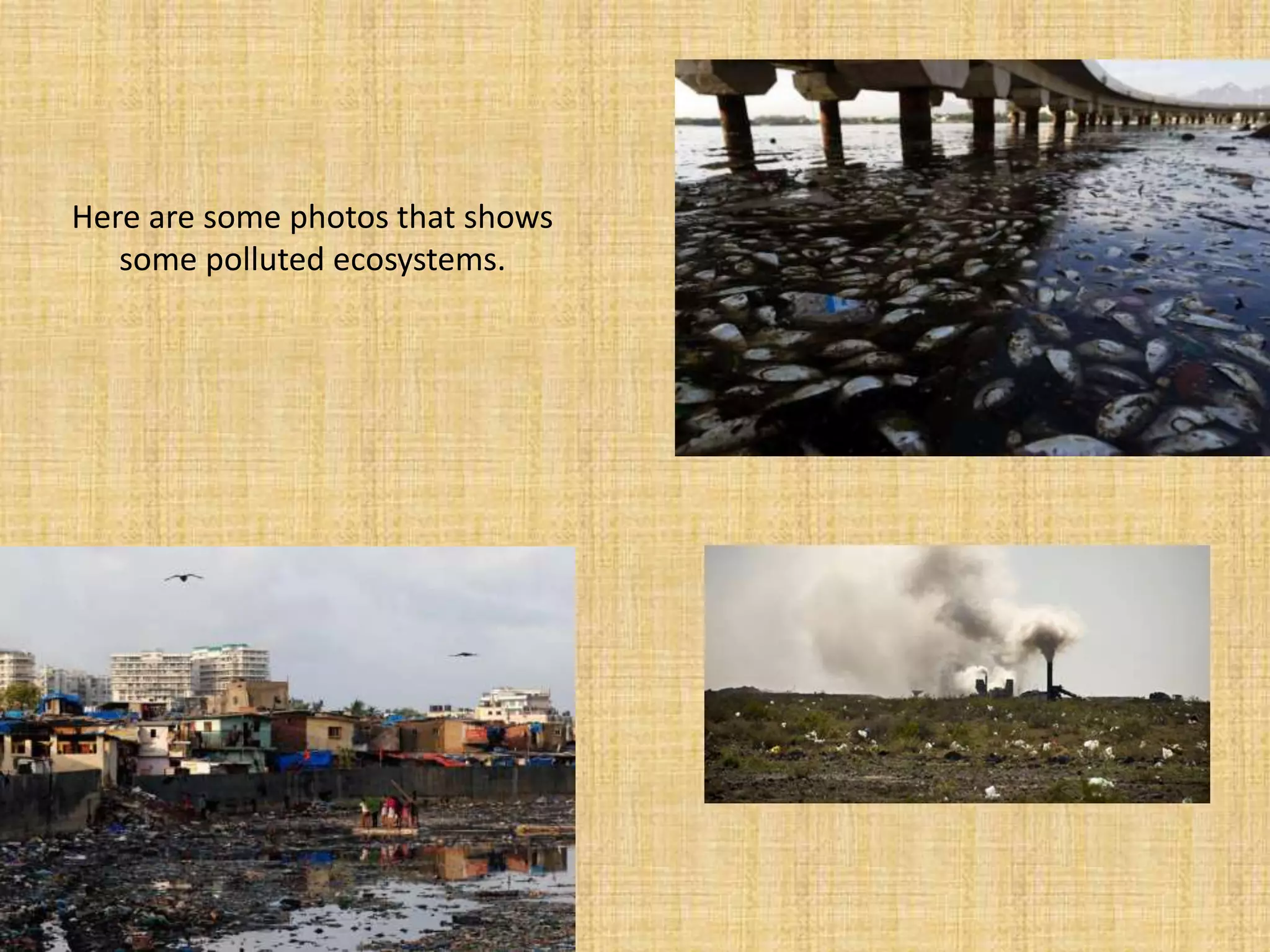 Damage to ecosystem | PPTX