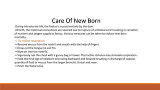 dam and newborn care from veterinay obstetrics farm animal .pptx