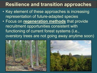 Real-World Examples of Forest Adaptation | PPT