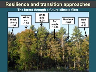 Real-World Examples of Forest Adaptation | PPT