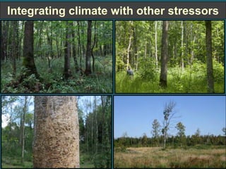 Real-World Examples of Forest Adaptation | PDF