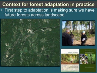 Real-World Examples of Forest Adaptation | PDF