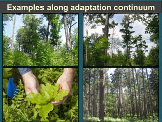 Real-World Examples of Forest Adaptation | PDF