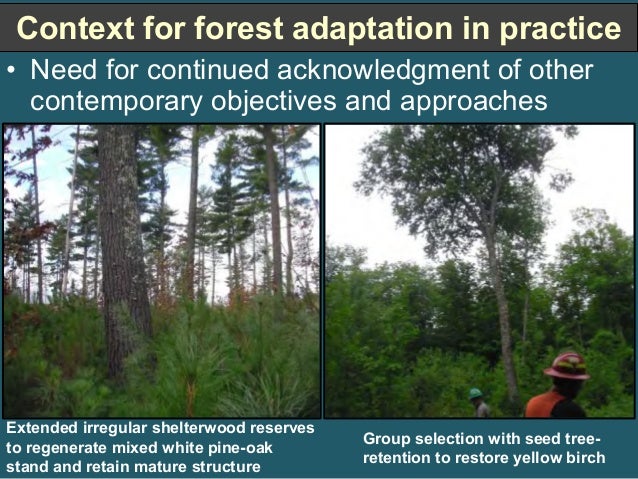 Real-World Examples of Forest Adaptation