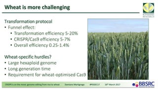 CRISPR Is On The Move: Genome Editing From Rice To Wheat | PDF